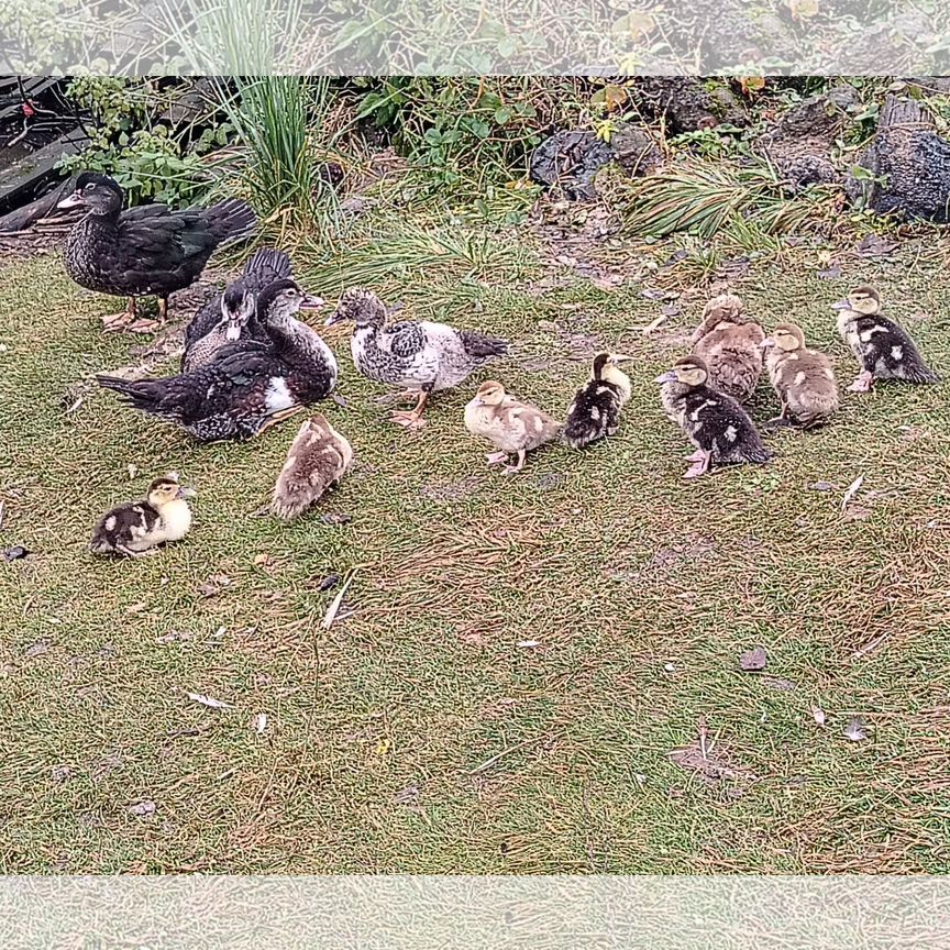 Продам уток