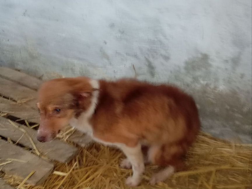 Люсенька из отлова