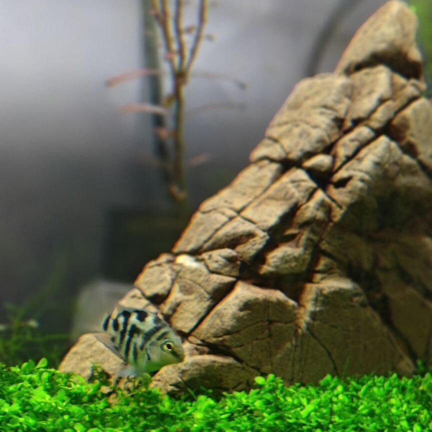 Рыба попугай 2 шт