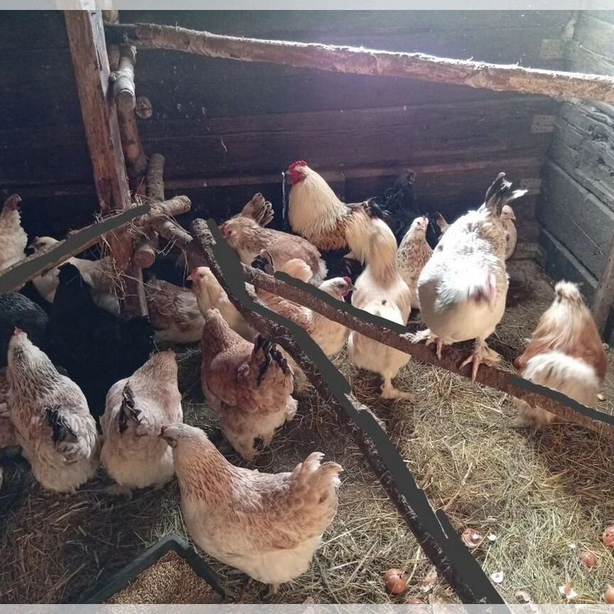 Продам курей