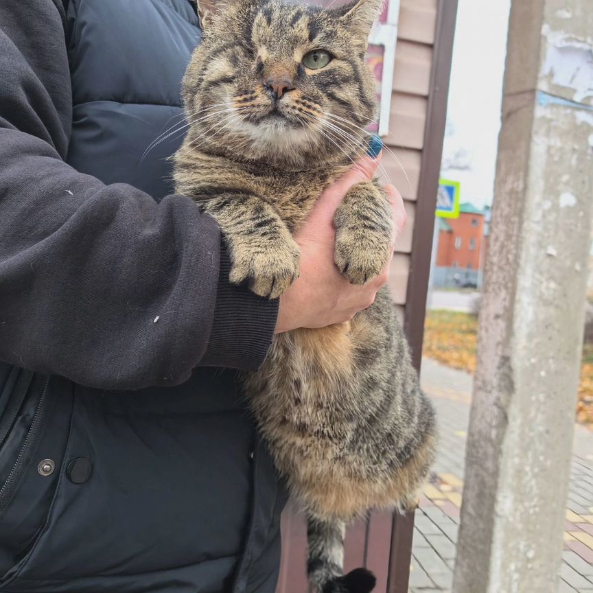 Отдам котика в добрые руки