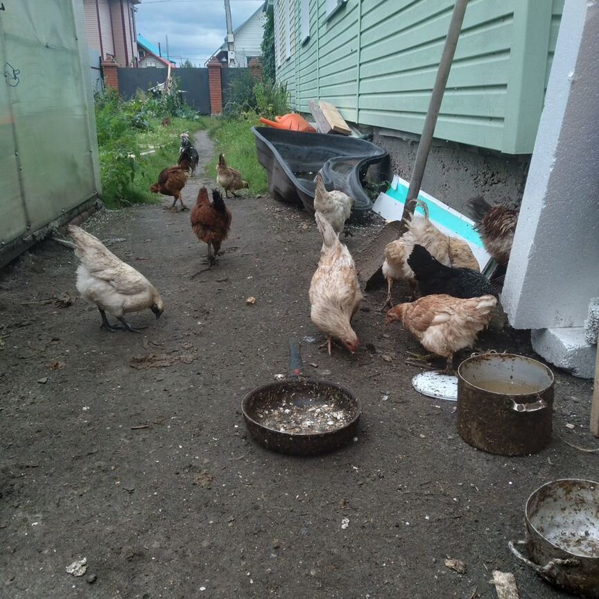 Куры домашние