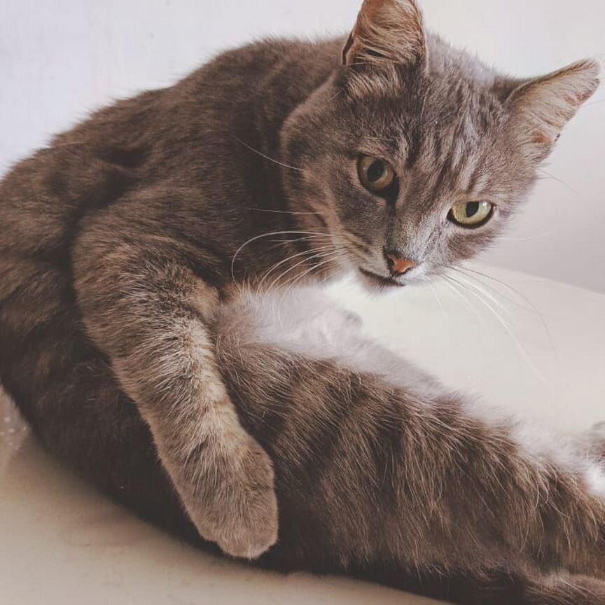 Кот мышелов, без выхода на улицу