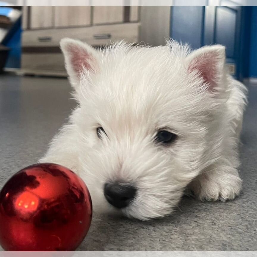 Вест-хайленд-уайт-терьер, щенок