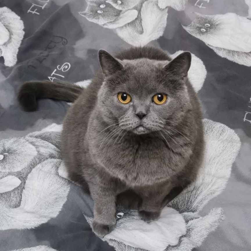 Кот в добрые руки