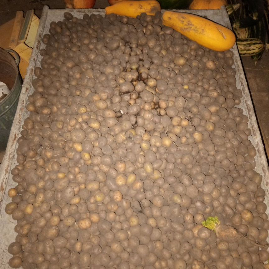 Продам картофель на корм скоту