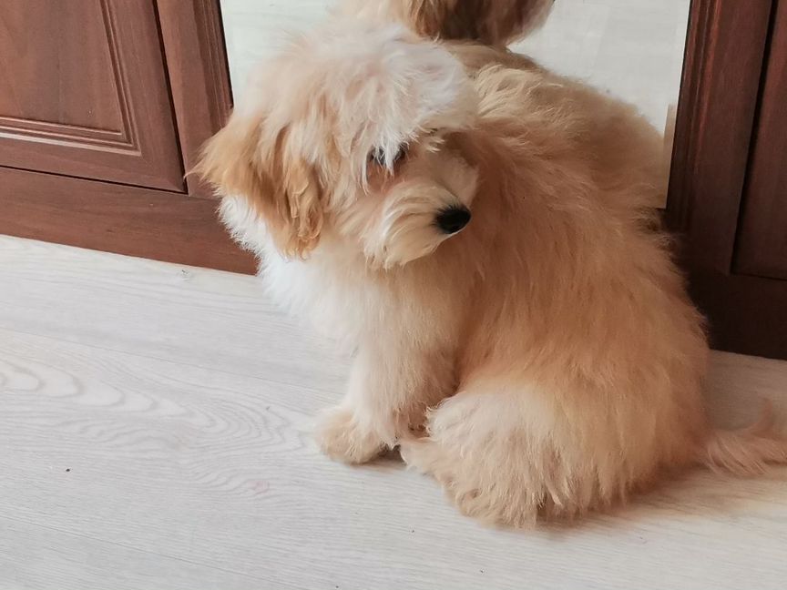 Мальтипу f1 мальчик