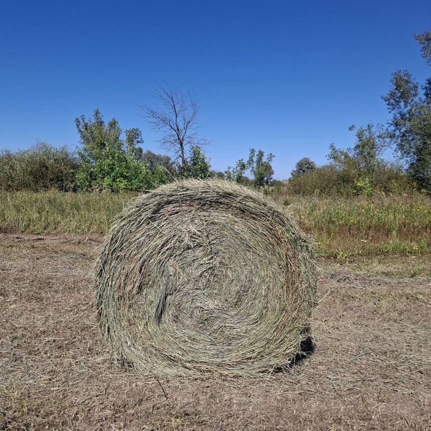 Сено