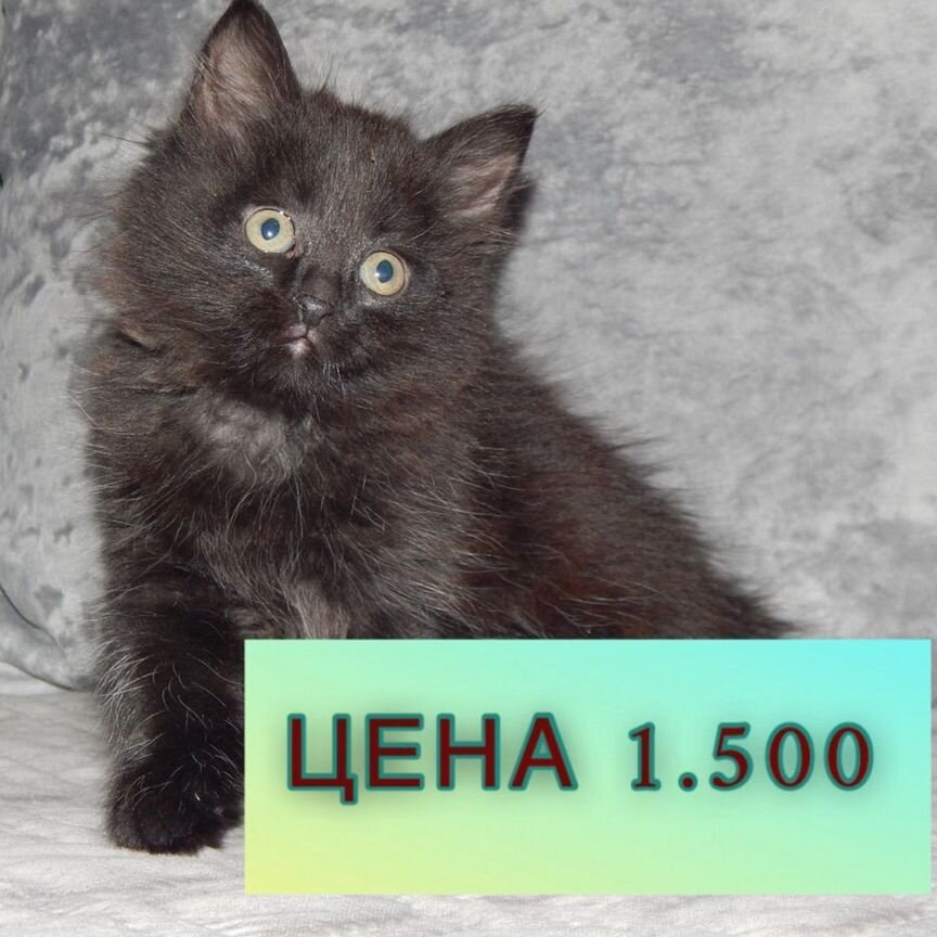 Сибирский котёнок