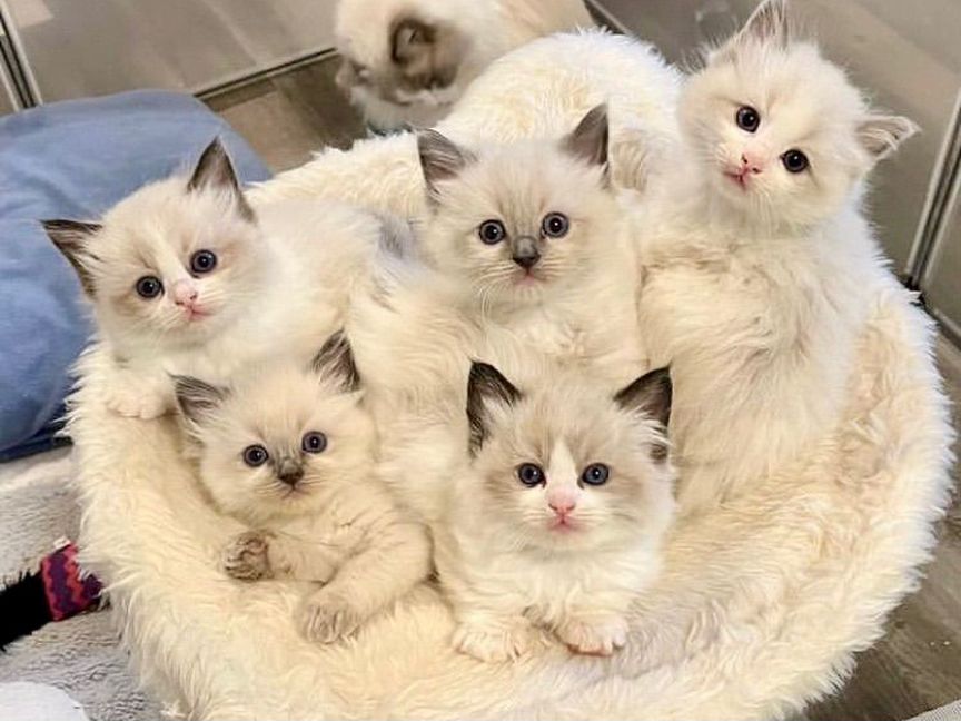 Котята Ragdoll