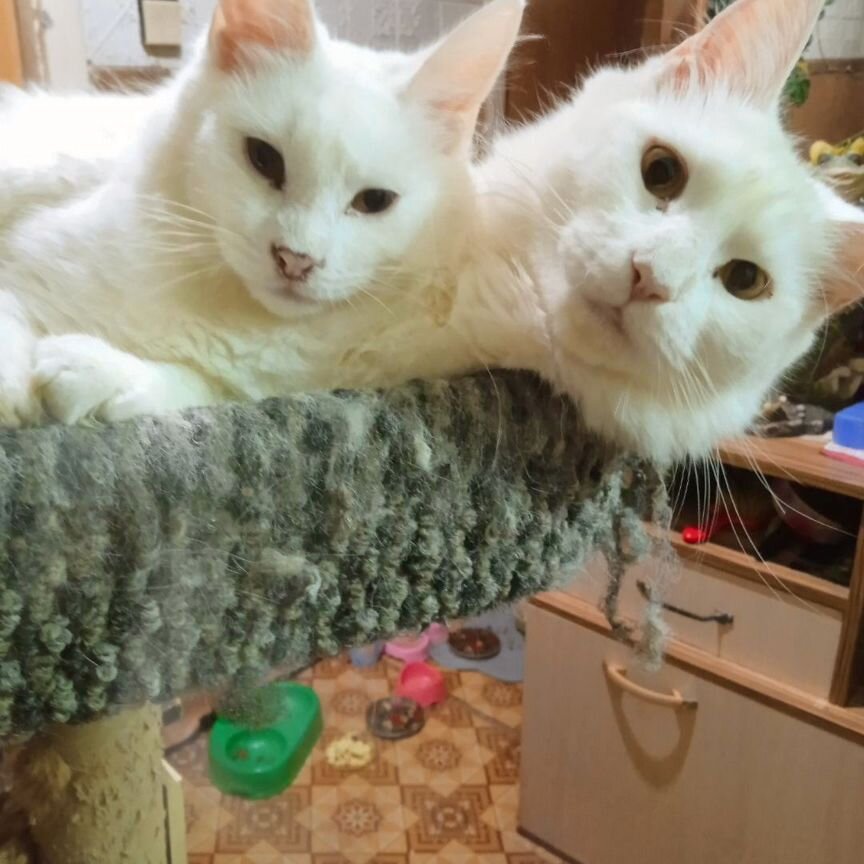 Котенок. мейнкун