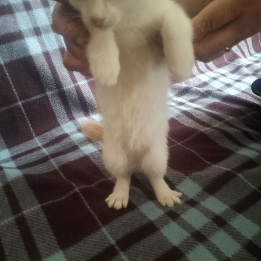 Котенок в добрые руки