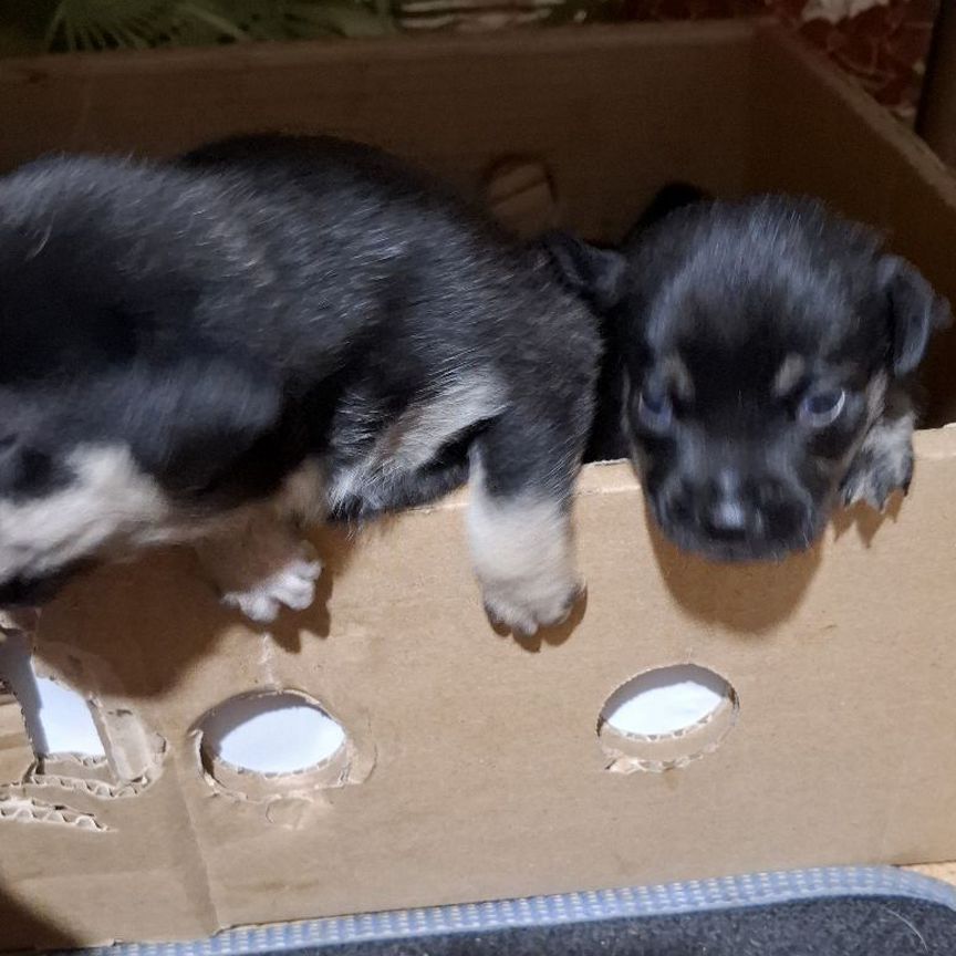 Русский той-терьер, щенок