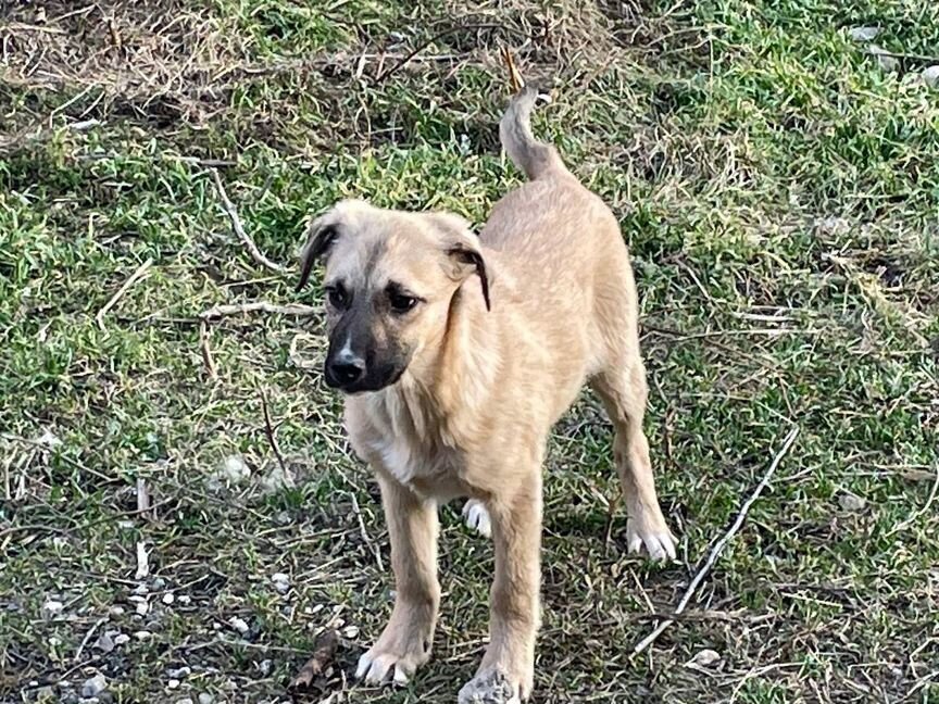 Щенки для вас