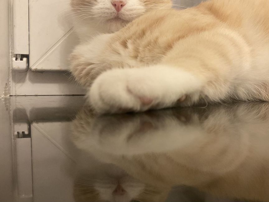 Персиковый котик ищет дом