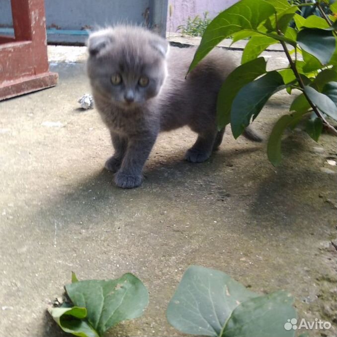 Шотланский вислоухий котенок
