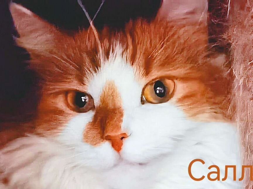 Кошка Салли 3.5года