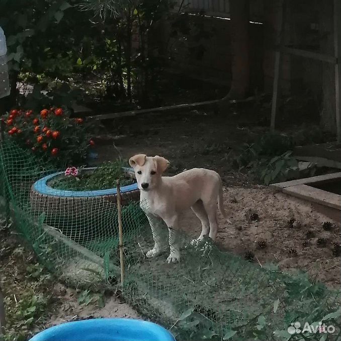 Щенок Альф 3 месяца с доставкой