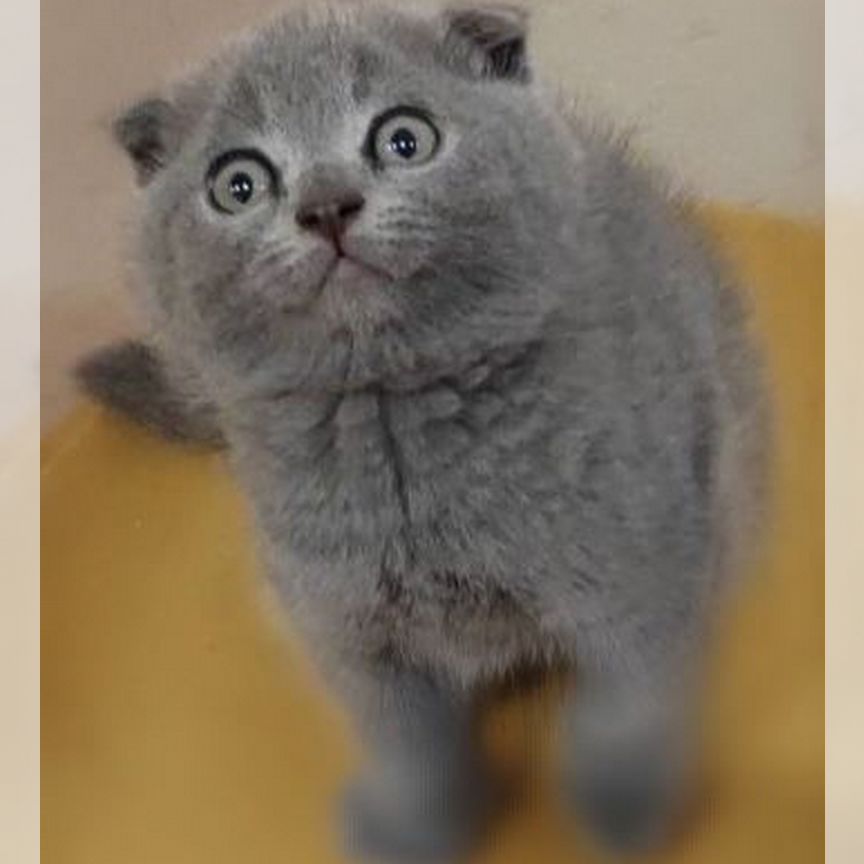 Шотландский вислоухий короткошёрстный котёнок