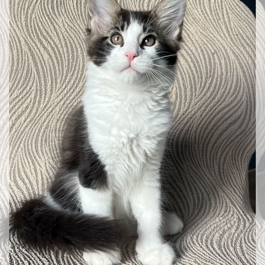 Мейн-кун котёнок