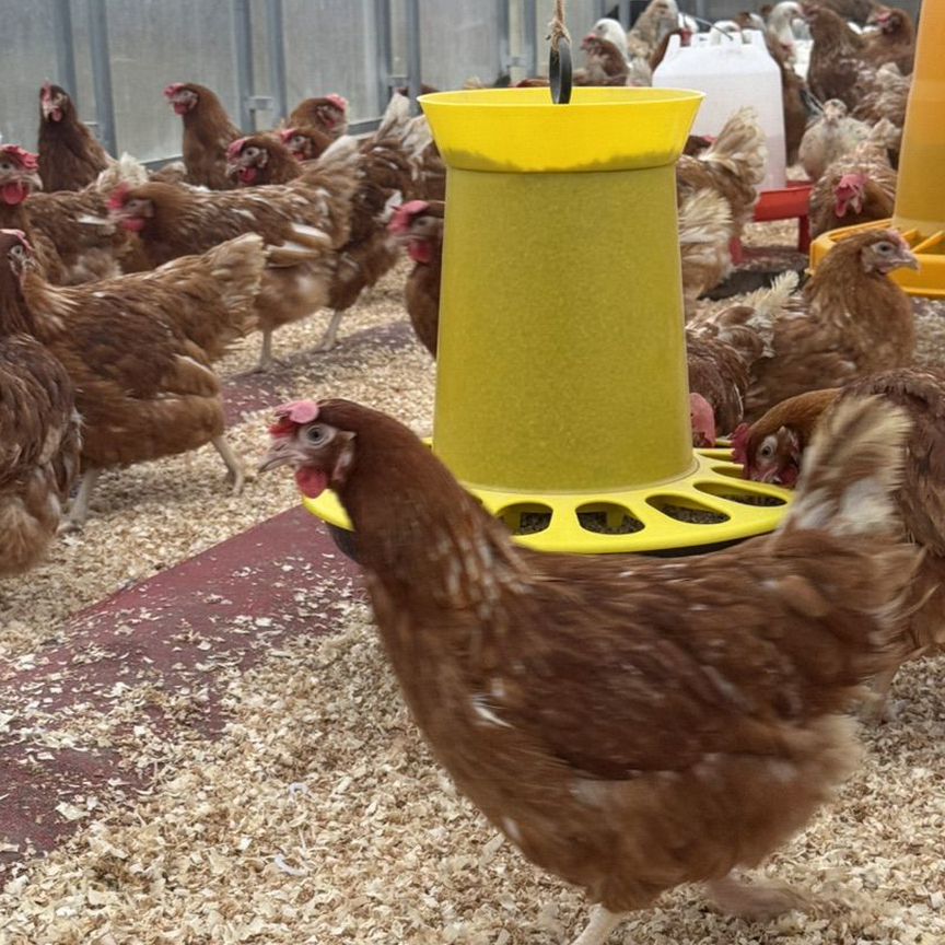 Куры несушки молодки