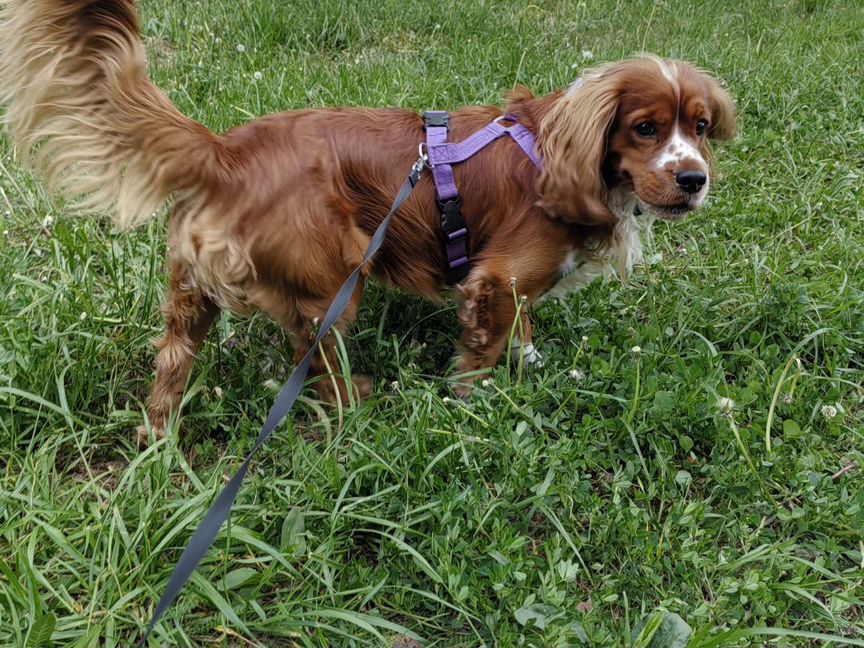 Спаниель в добрые руки