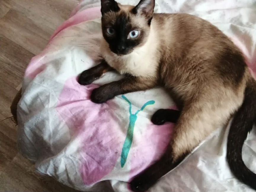 Сиамские котята