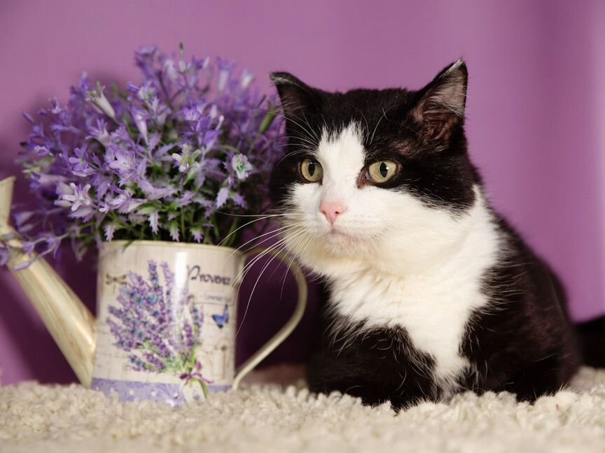 Котик Виллим ищет семью