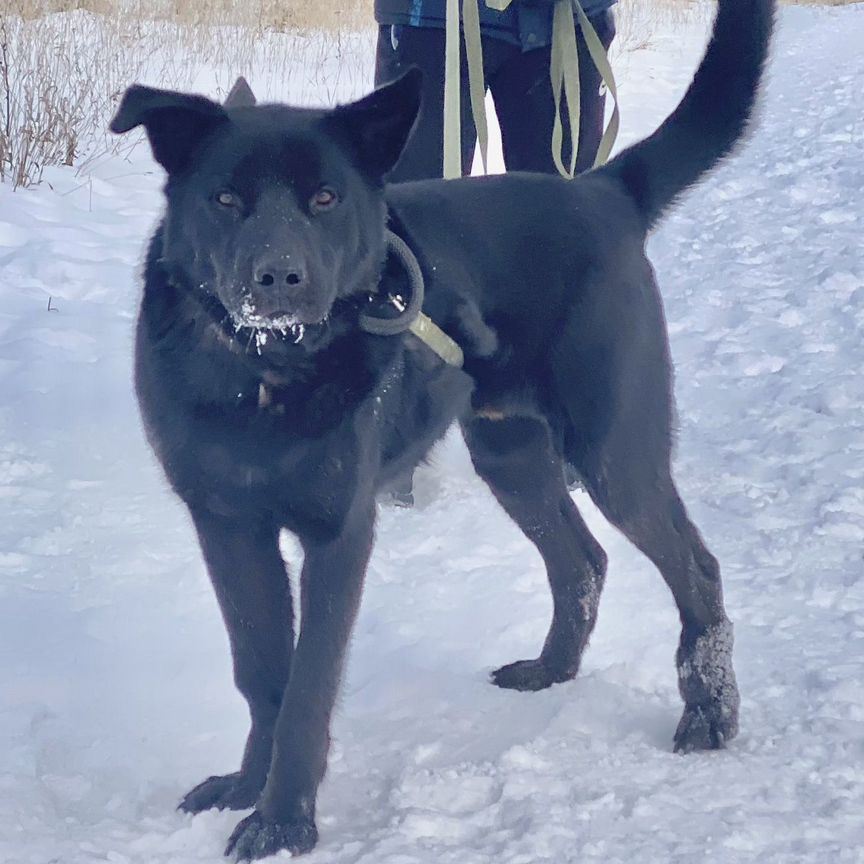 Взрослый пёс в добрые руки