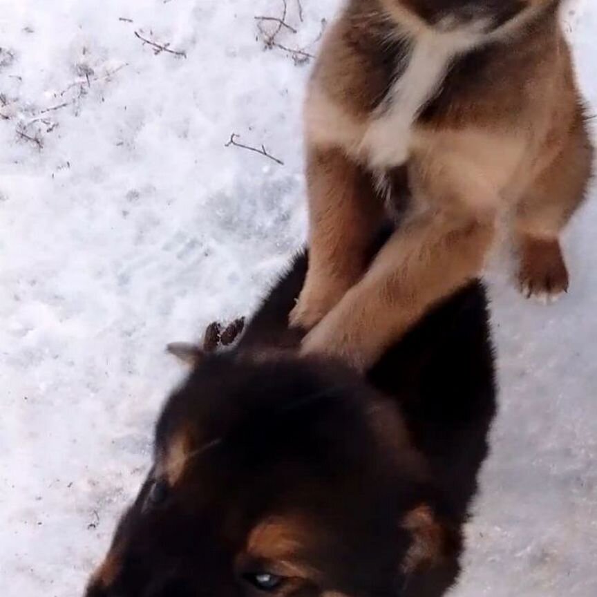 Щенята красивые 2 месяца