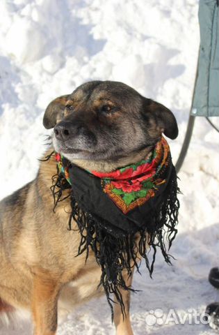 Дуня-собаченька-компаньон ищет дом