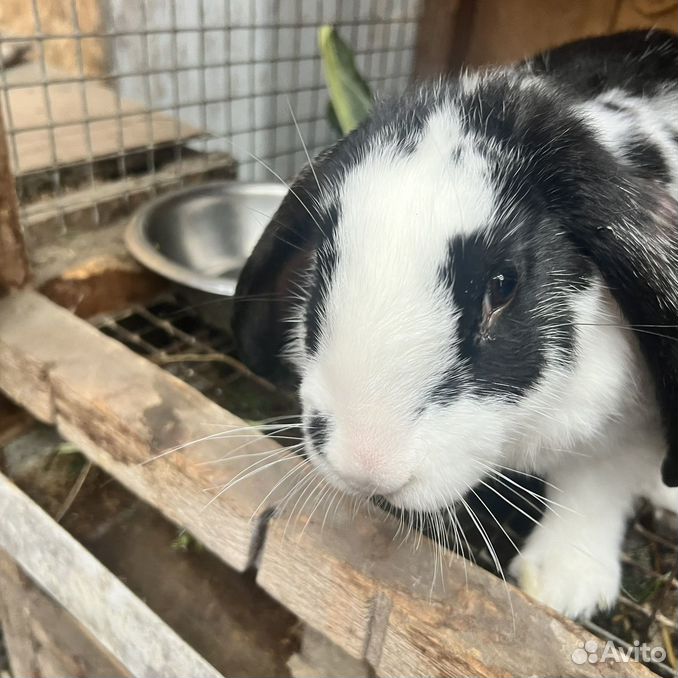 Кролик французсий баран