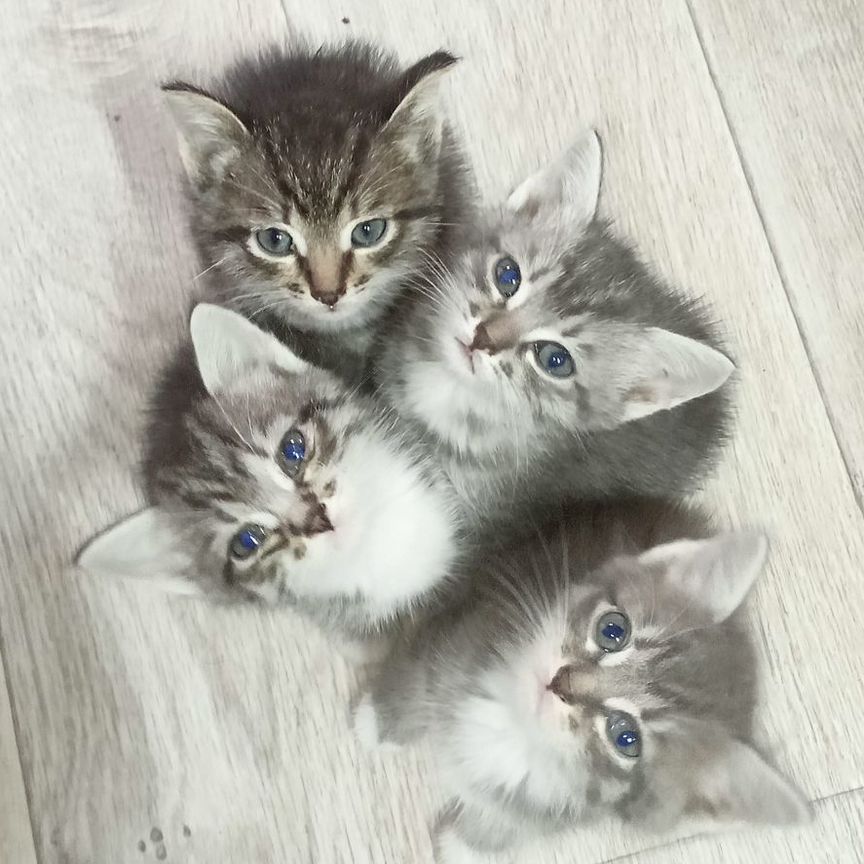 Котята в добрые руки