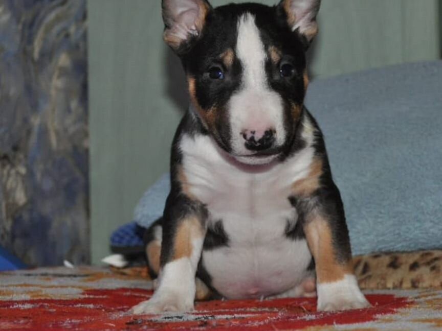 Щенки миниатюрного бультерьера