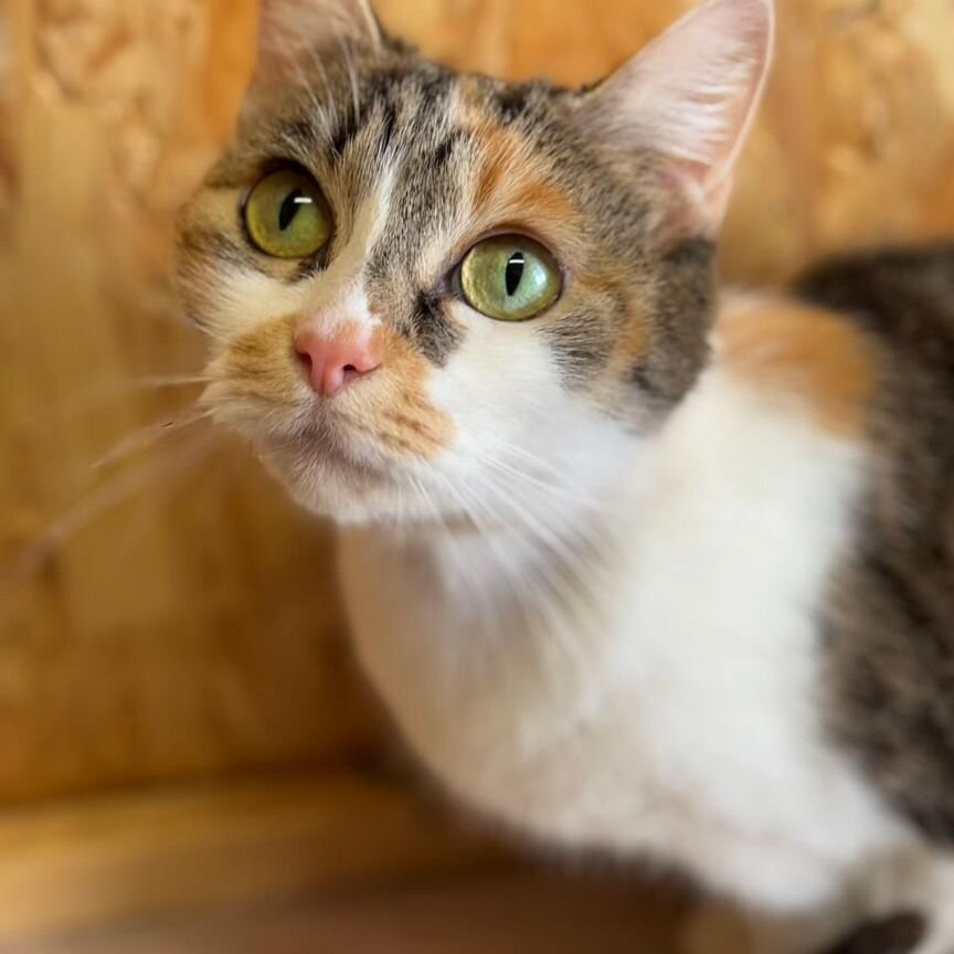 Пастила в добрые руки