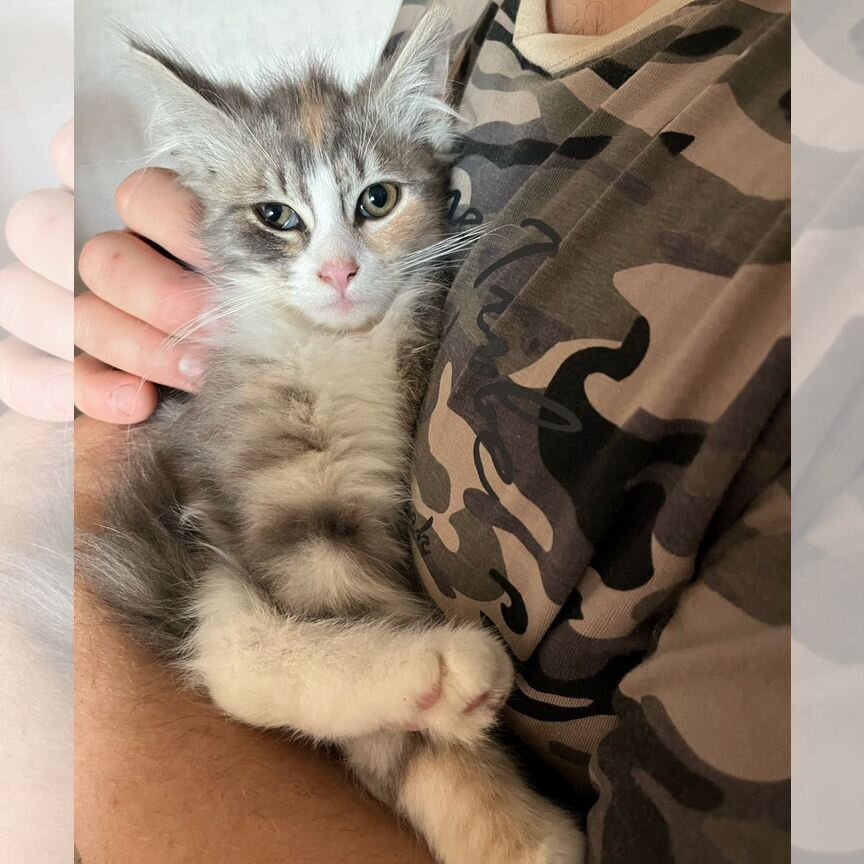 Сибирский котёнок