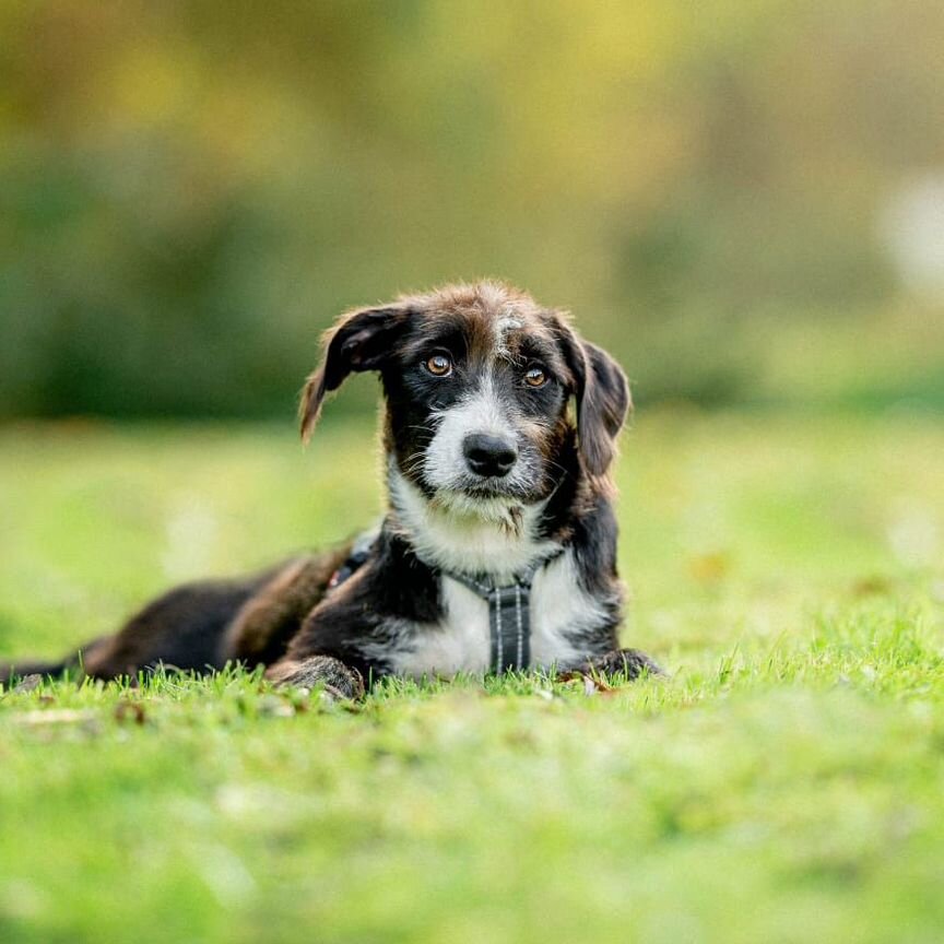 Собака в добрые руки отдам бесплатно