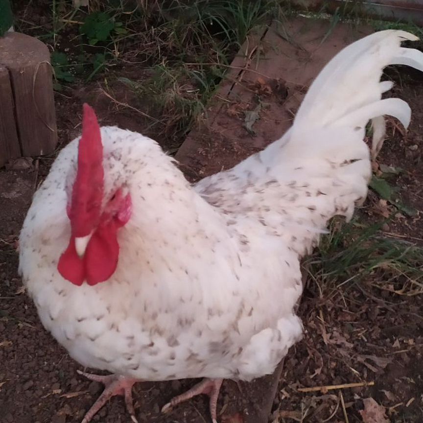 Петух пушкинский