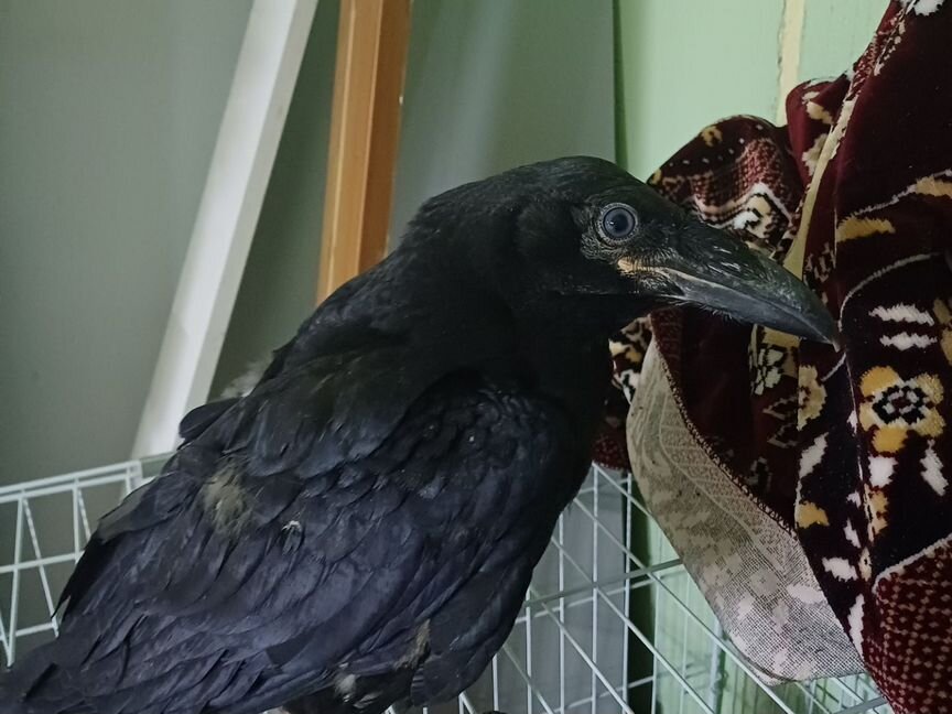 Черный ворон