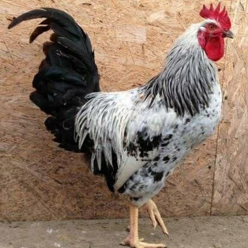 Петух домашний собственное разведение