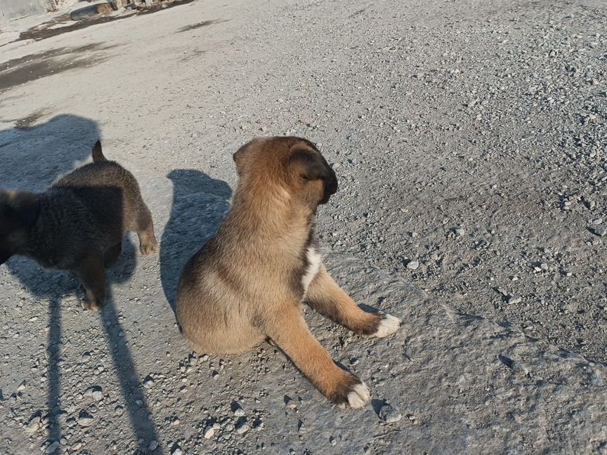 Щеночки для охраны, ищут своих хозяев