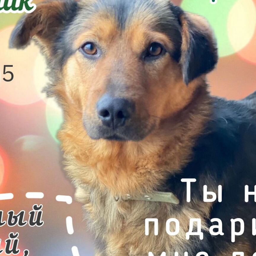 Жизнерадостный Гаврош - собака которую предал хозя