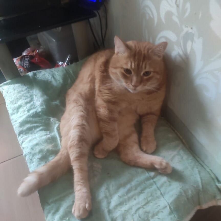 Рыжий котик - толстенький животик