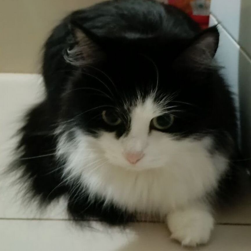 Взрослая, кошка в добрые руки