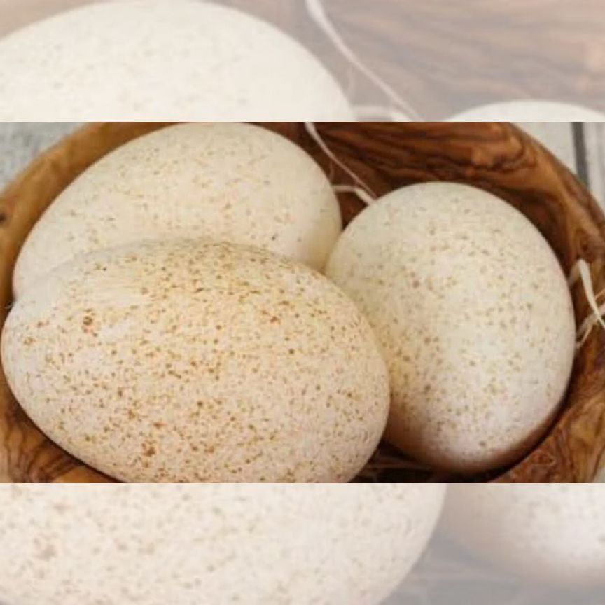 Инкубационное яйцо индейки