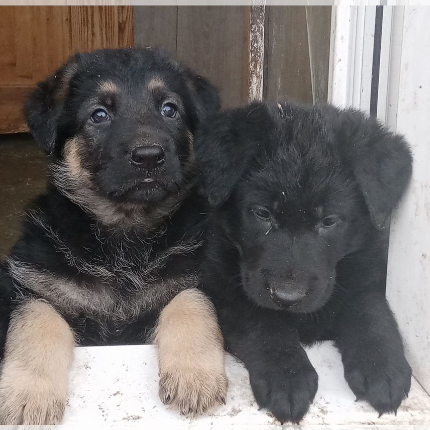 Супер малыши восточники