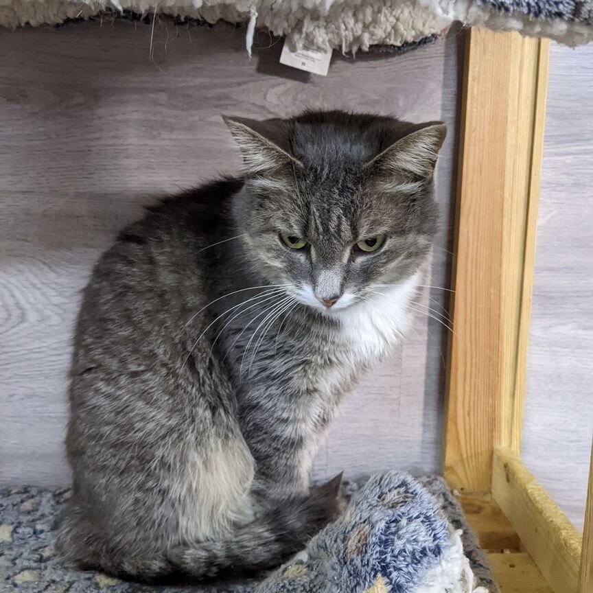 Кошка в дар