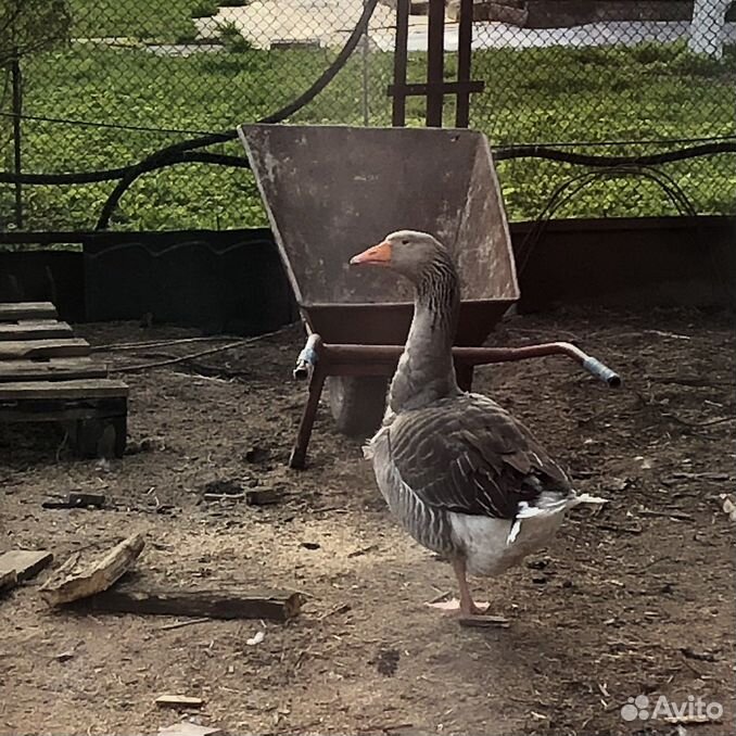Гусь. Продам гуся (гусака) крупный серый
