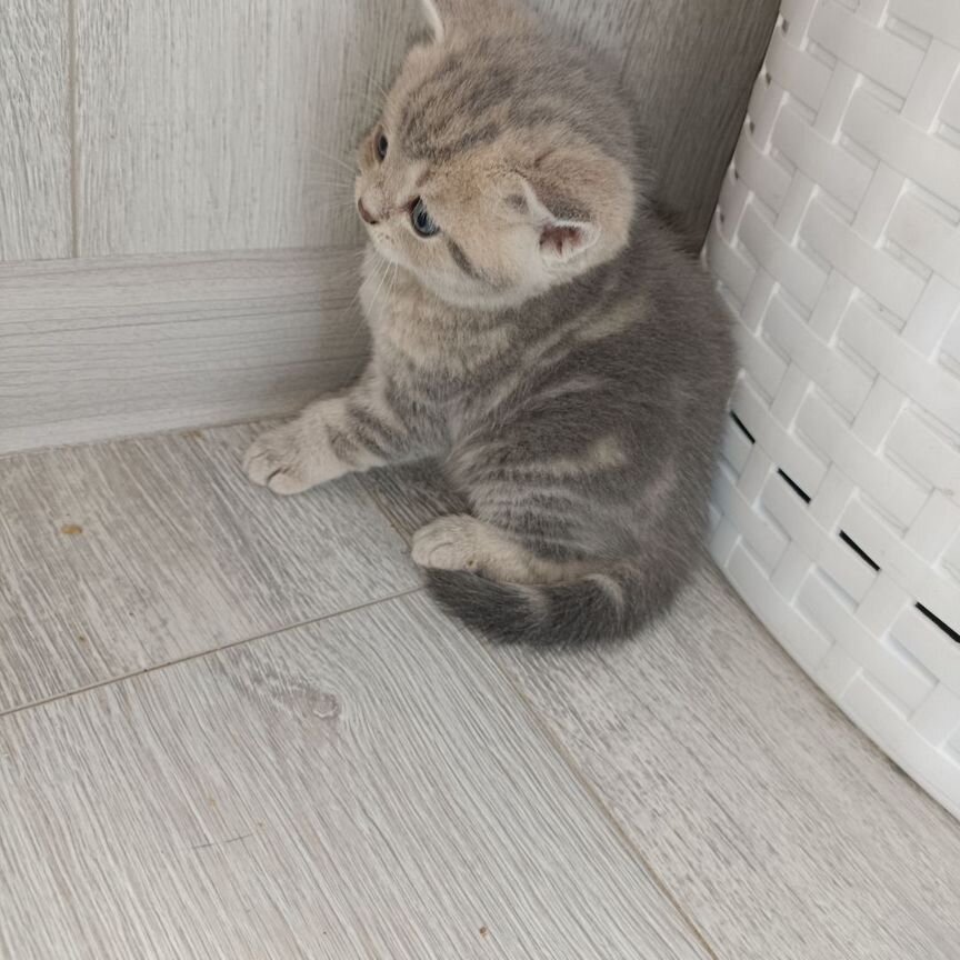 Котята табби