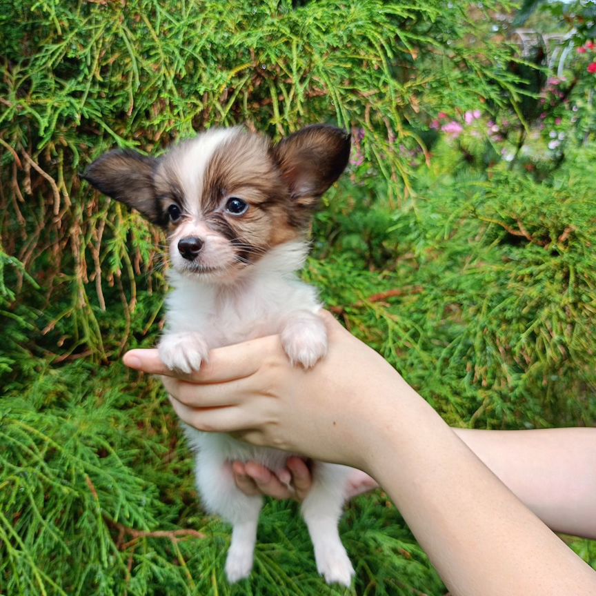 Мальчик миник